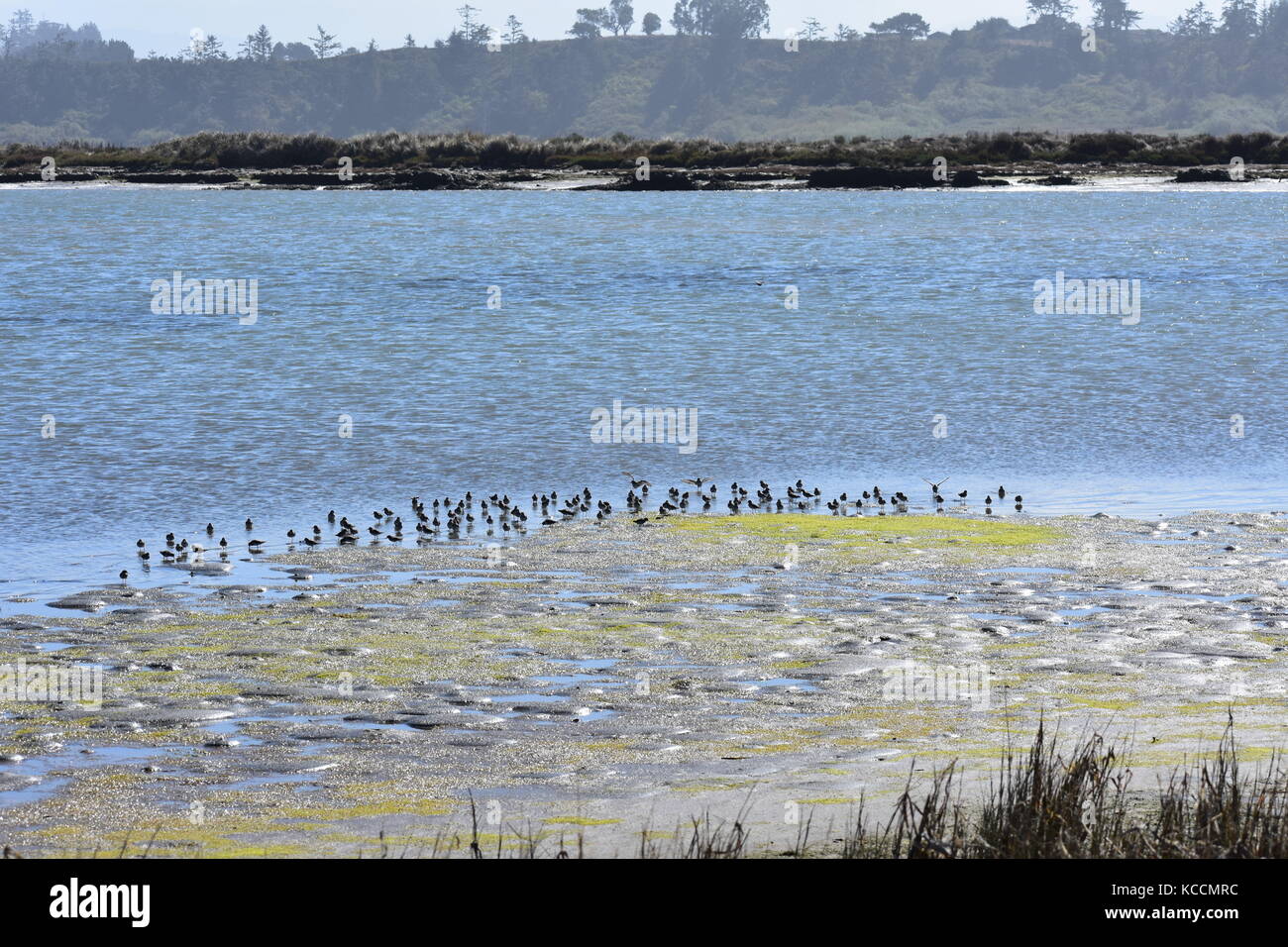 Splendid birds hi-res stock photography and images - Alamy