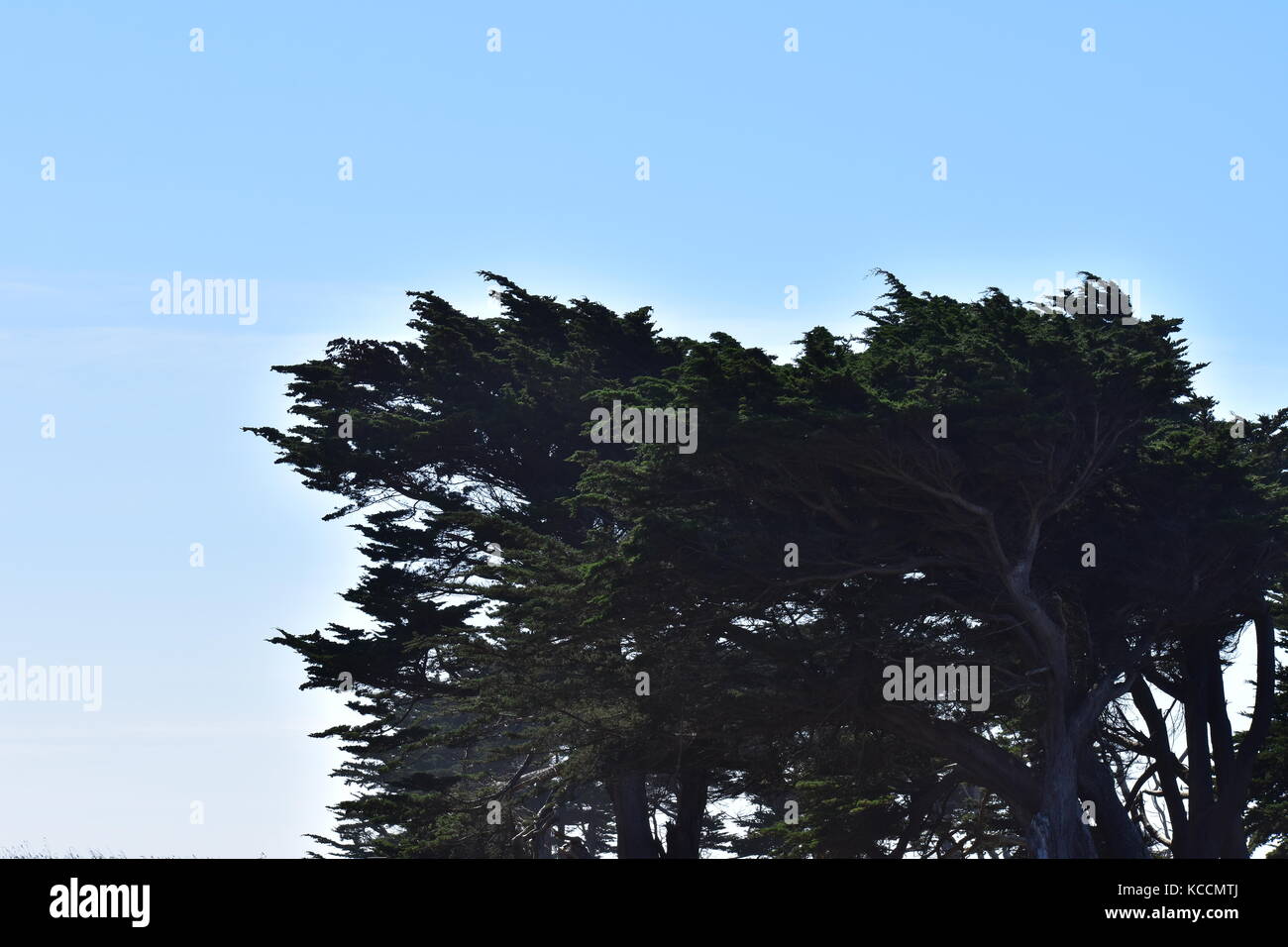 The treetop leaves hi-res stock photography and images - Alamy