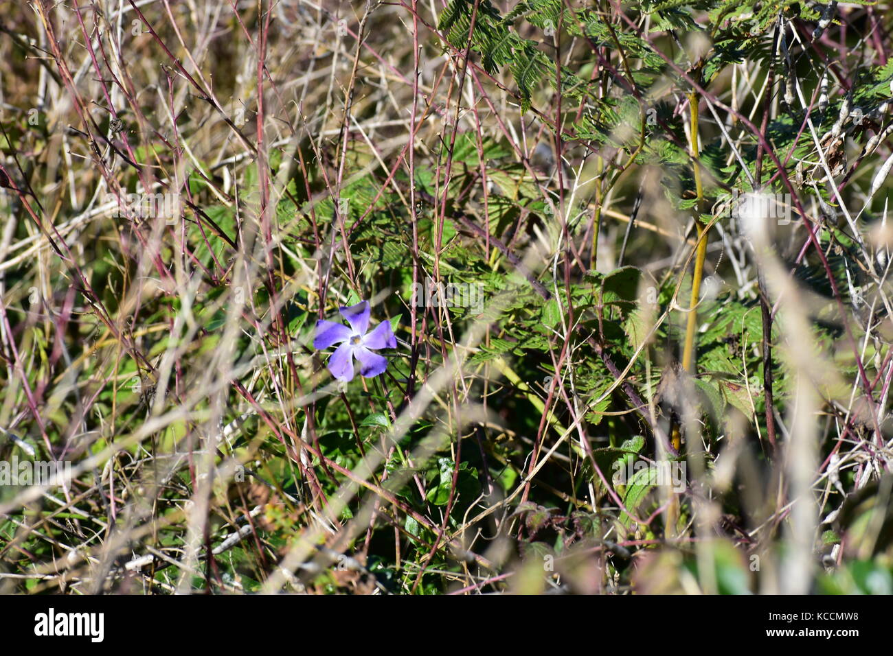 Purple floral petals hi-res stock photography and images - Alamy