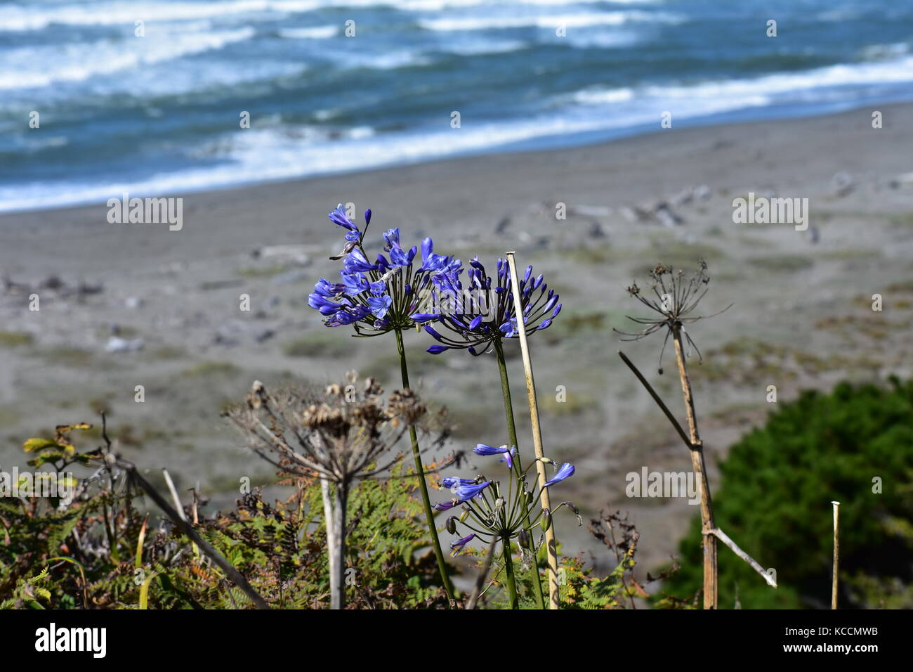 Purple Flower and Ocean Stock Photo - Alamy