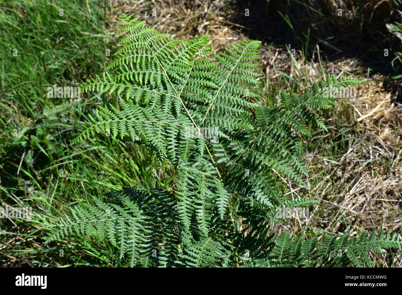 Frond leaves hi-res stock photography and images - Alamy