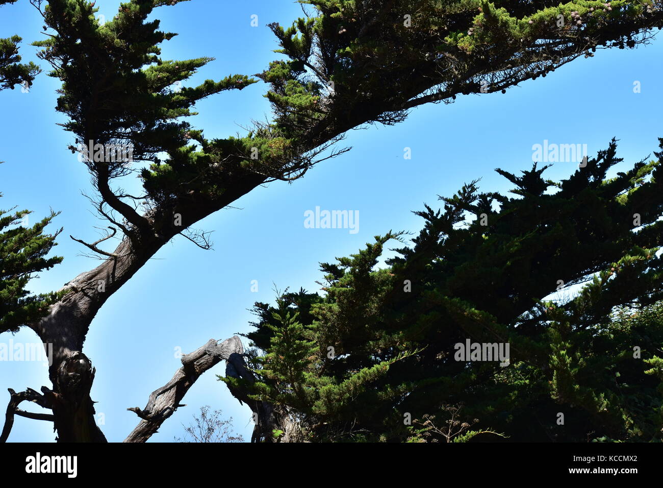 Lush treetop hi-res stock photography and images - Alamy
