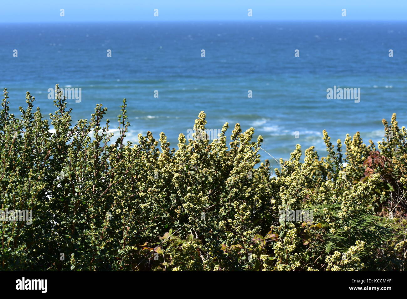 Green Shrub on a Cliff Stock Photo - Alamy