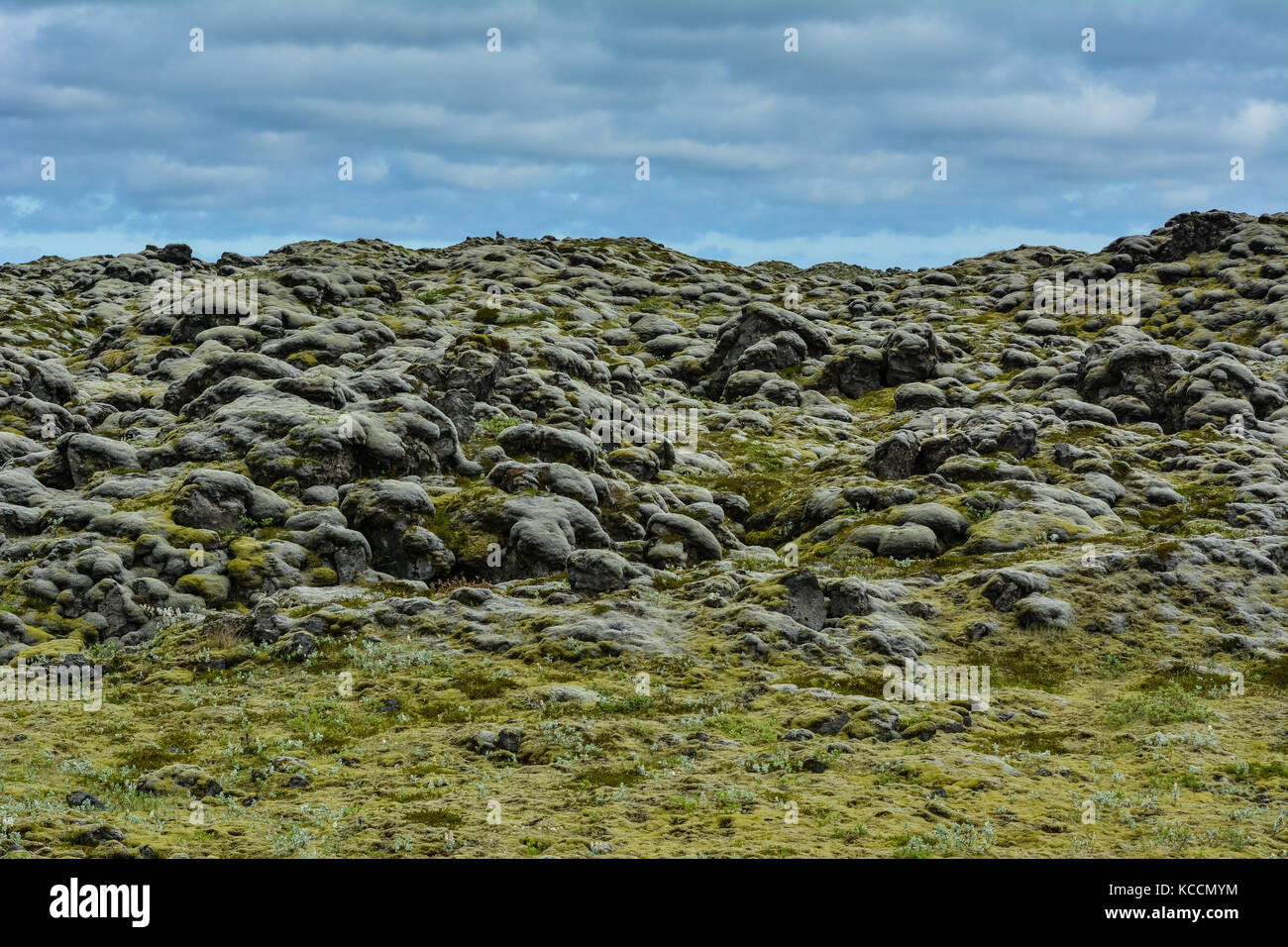 Mossy lava stone field in Iceland on a summer day Stock Photo - Alamy