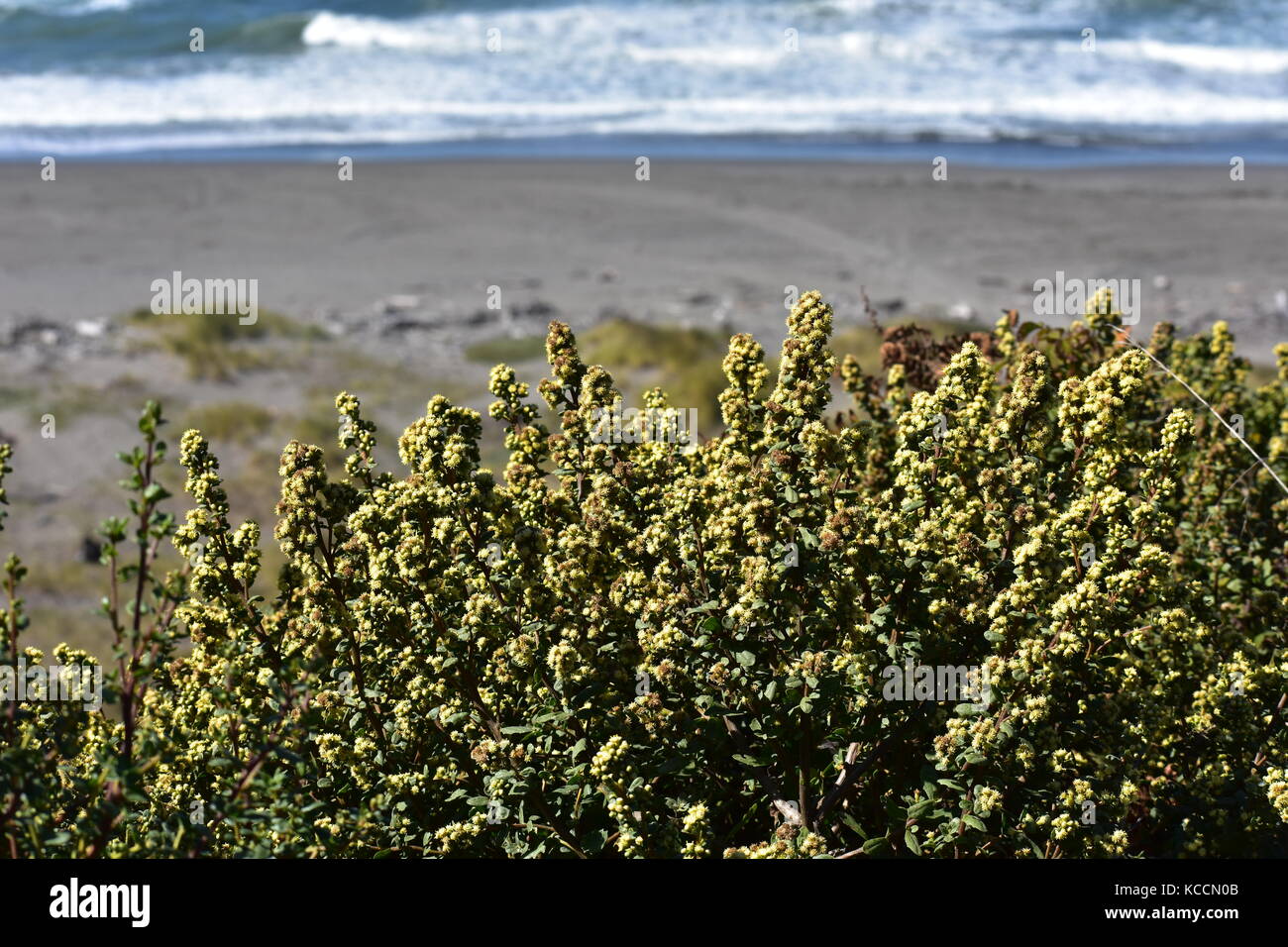 Green Shrub on a Cliff Stock Photo - Alamy