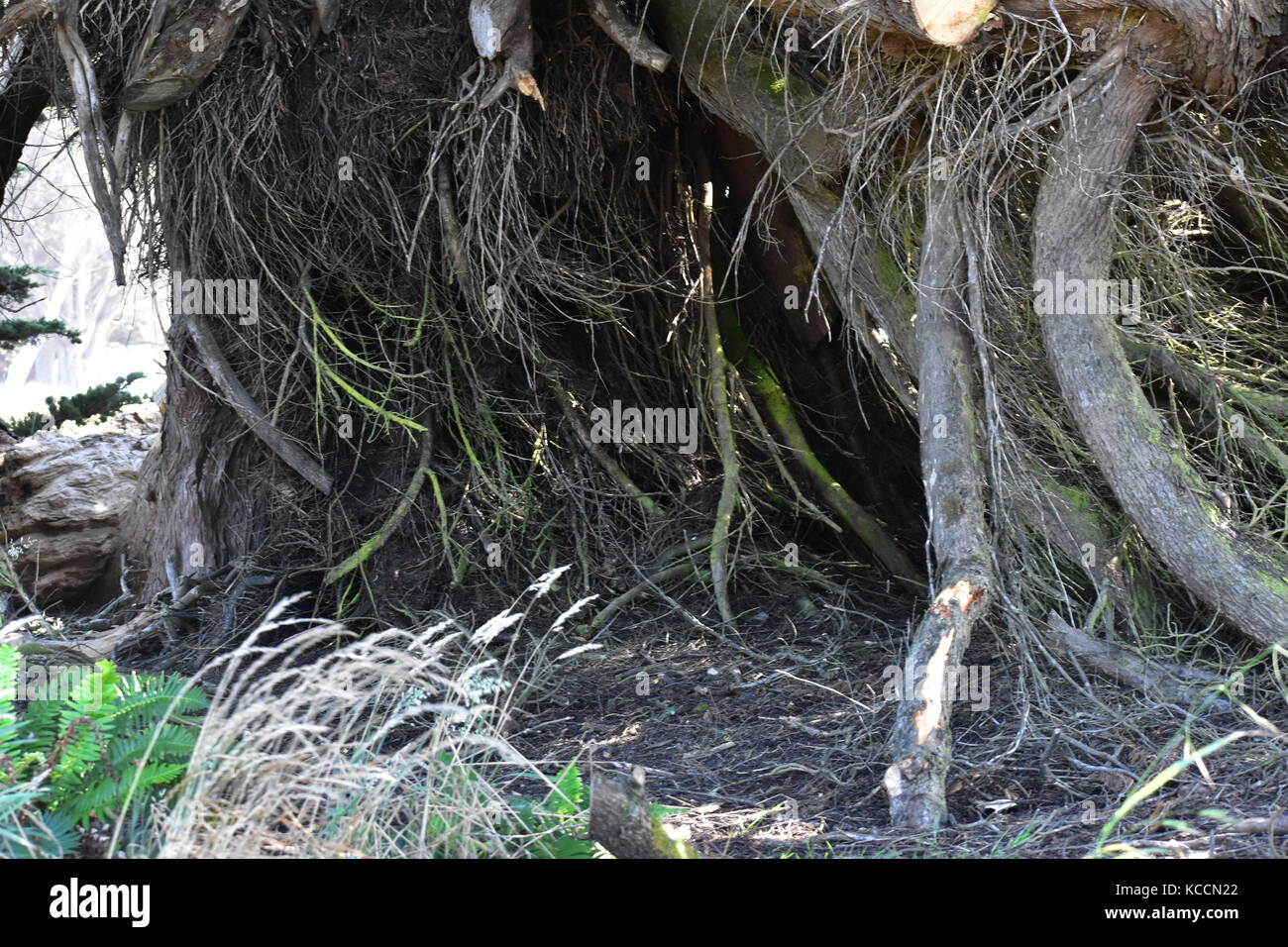 Tree cave hi-res stock photography and images - Alamy