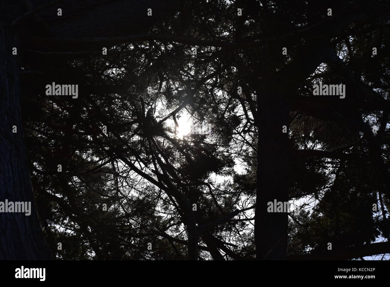 Treetop landscape hi-res stock photography and images - Alamy