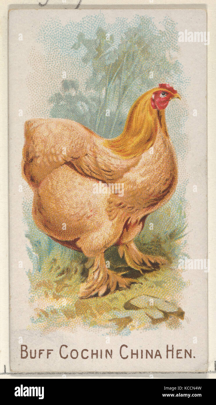 China hen hi-res stock photography and images - Alamy