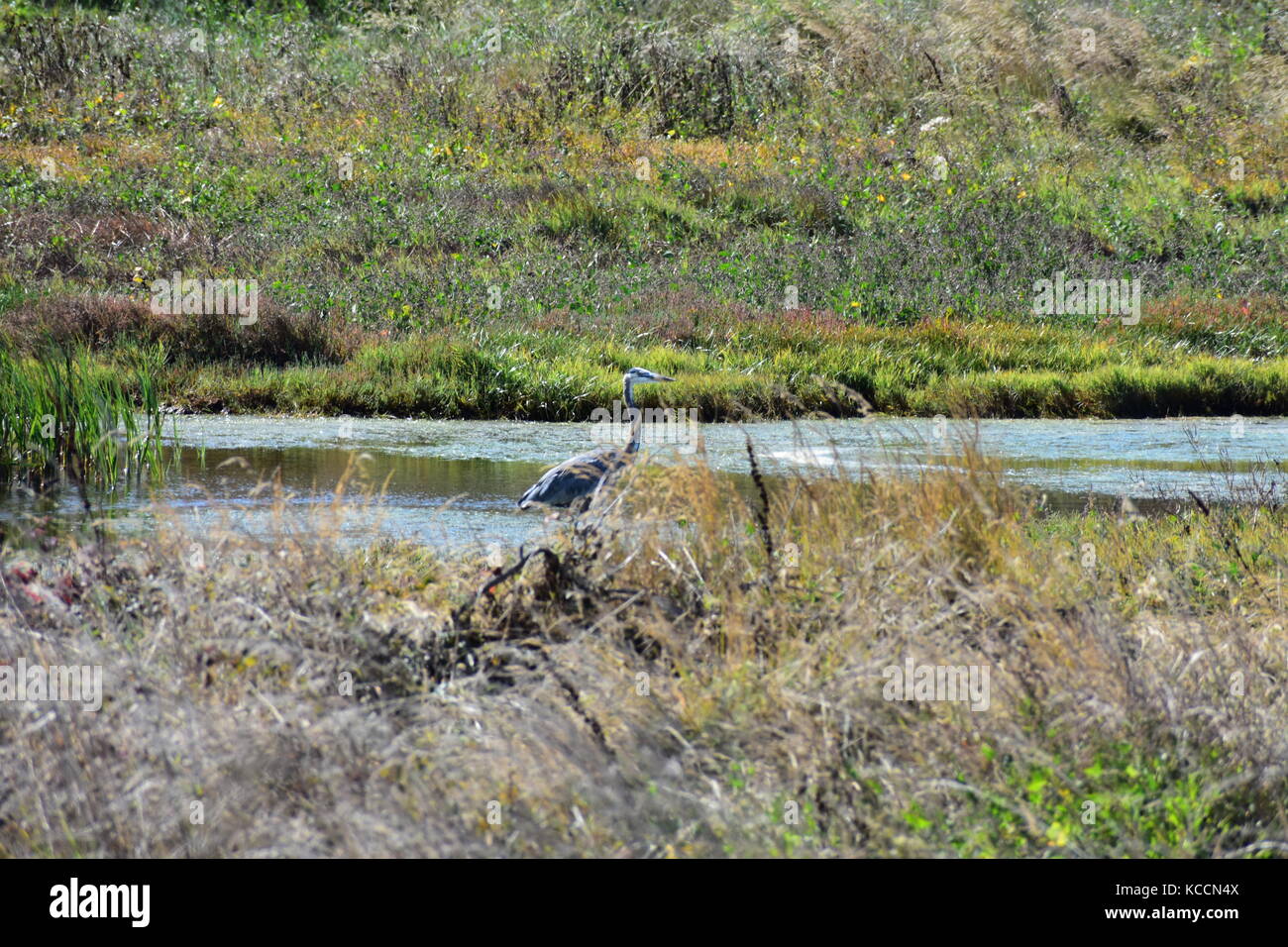 Giant Bird in Swamp Stock Photo - Alamy