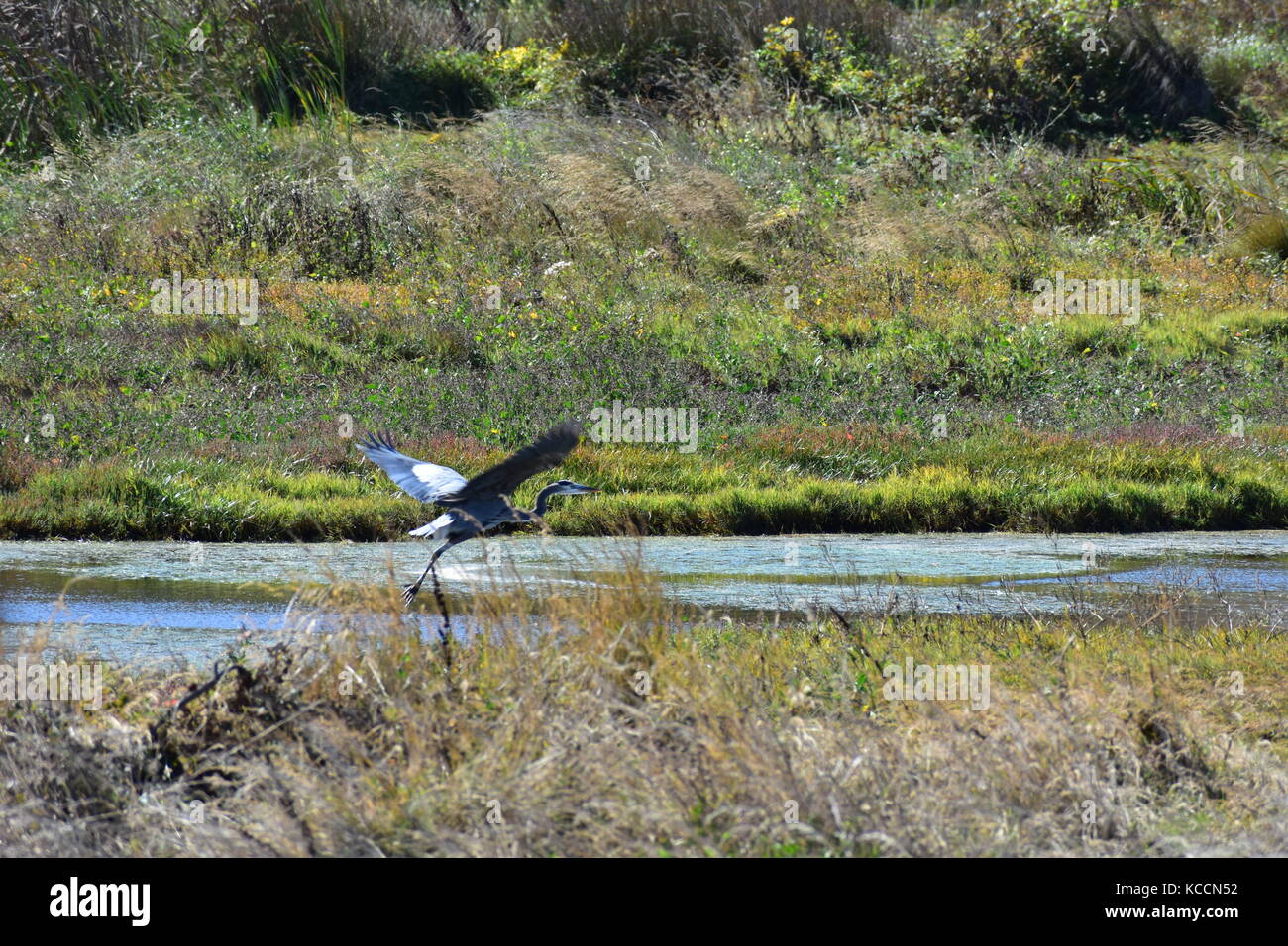 Giant Bird in Swamp Stock Photo - Alamy