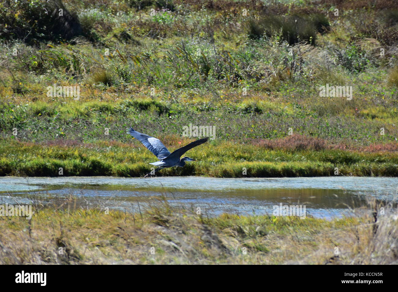 Giant Bird in Swamp Stock Photo - Alamy