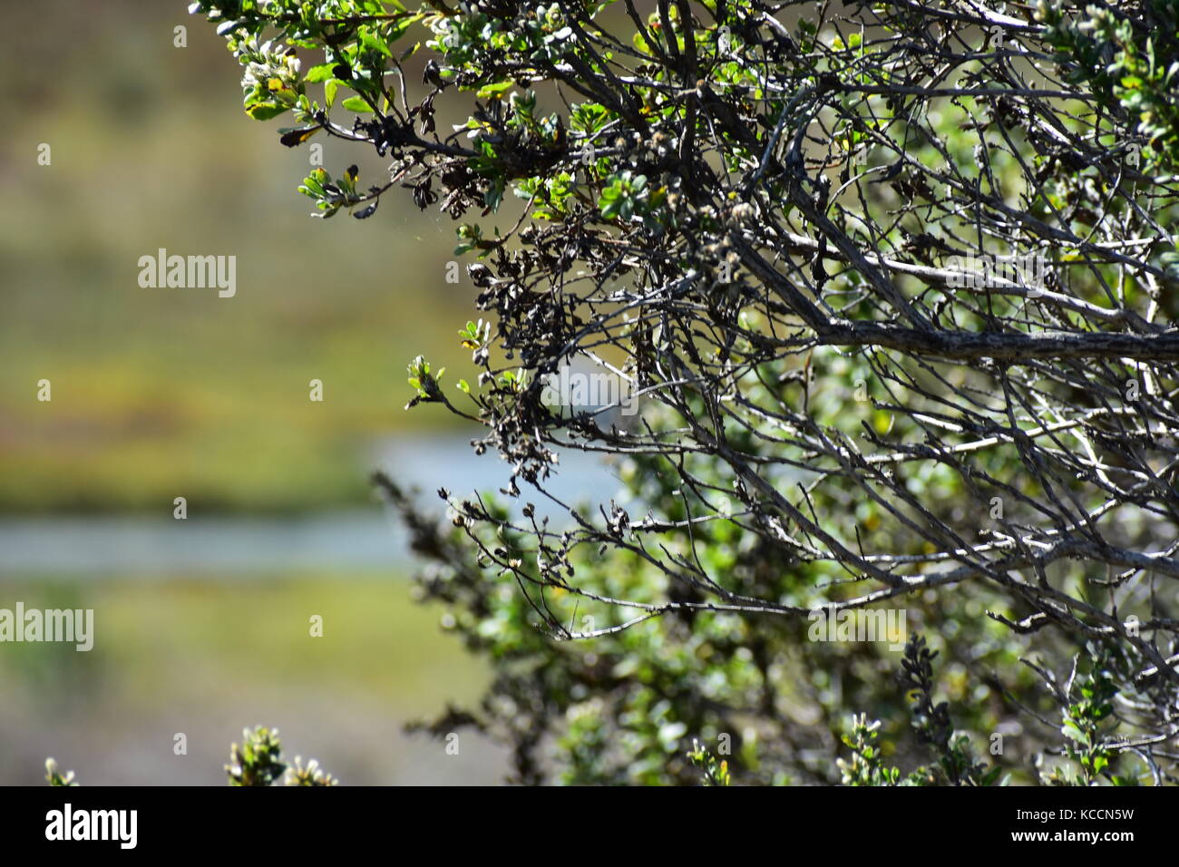 Rainforest shrub hi-res stock photography and images - Alamy