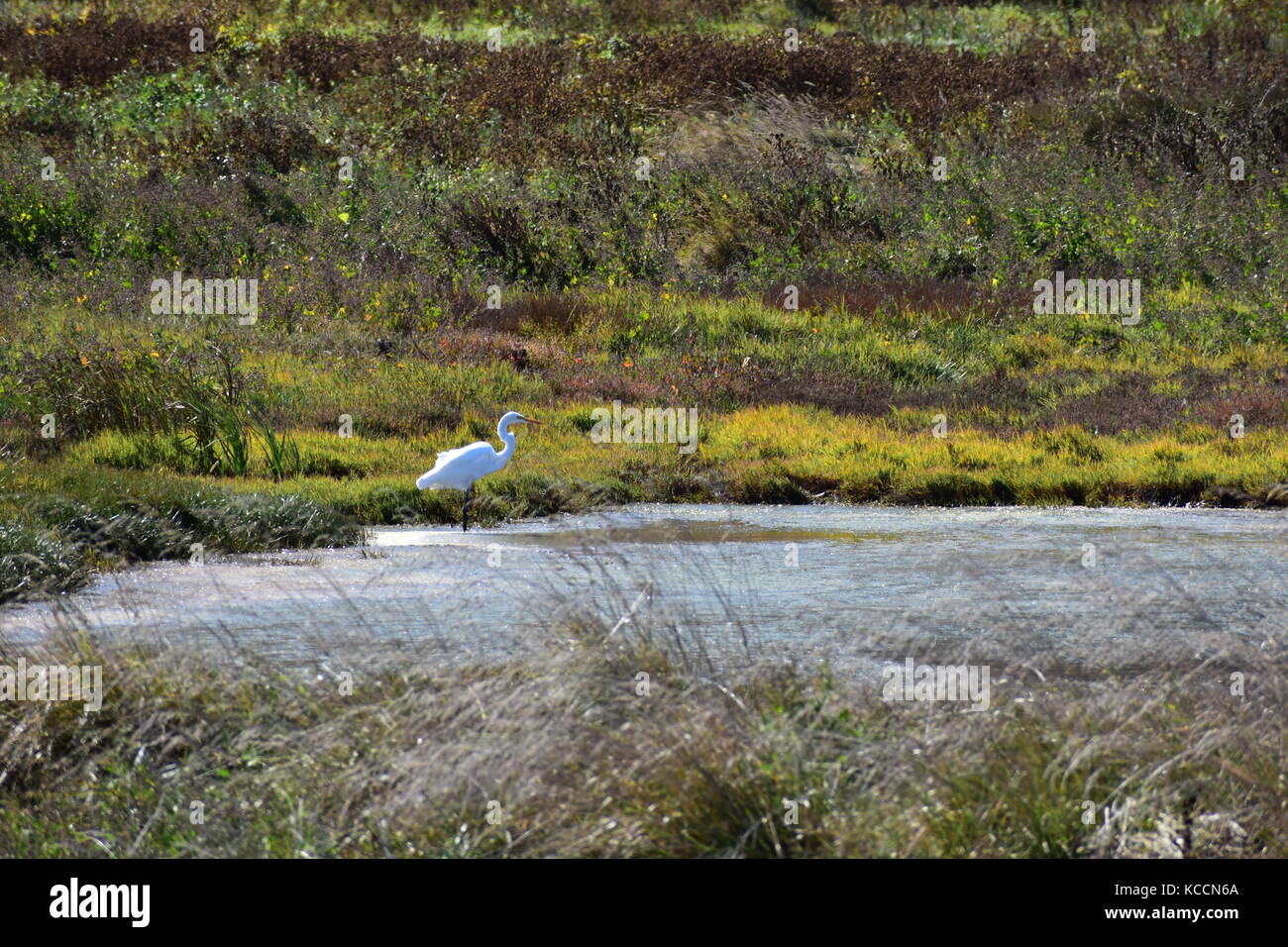 White crane water hi-res stock photography and images - Alamy