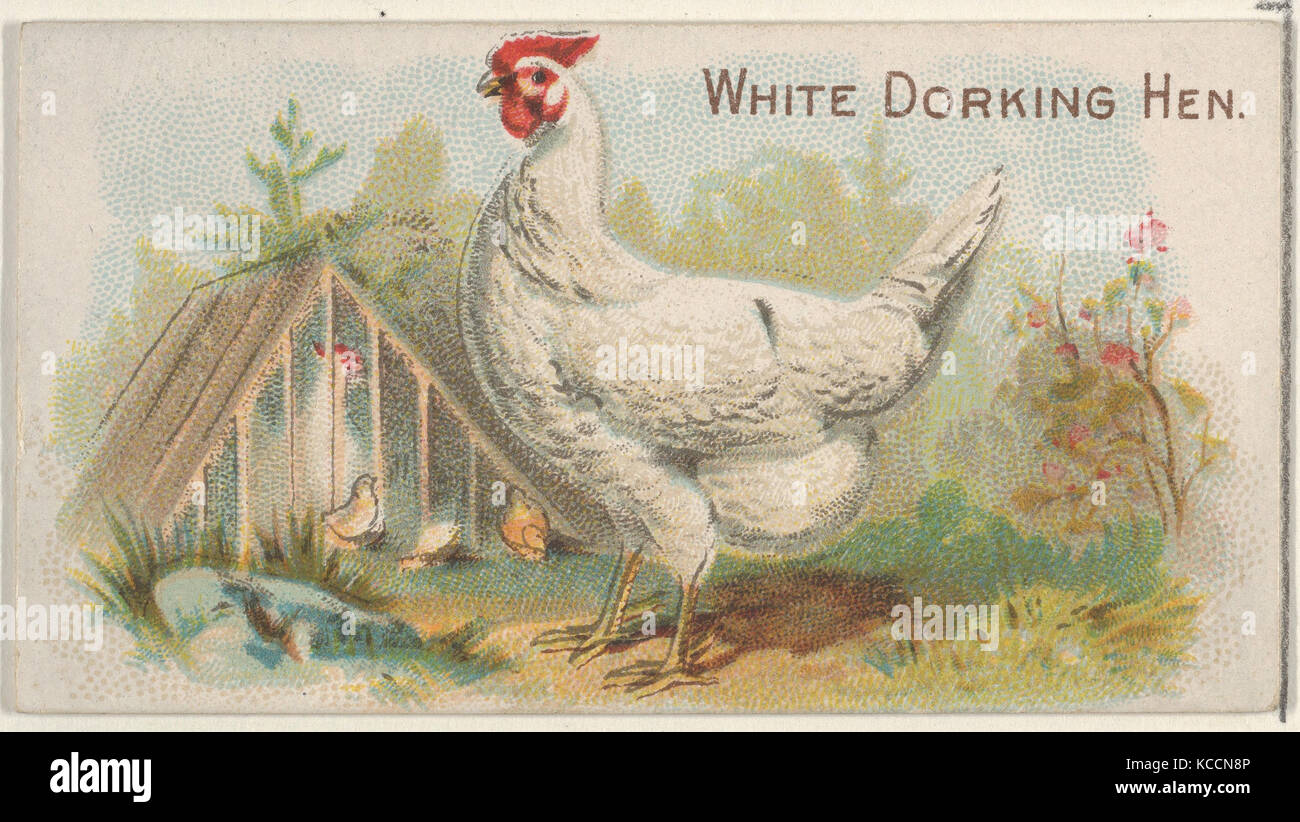 White Dorking Hen, from the Prize and Game Chickens series (N20) for ...
