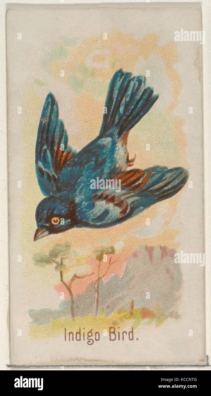 Indigo Bird, from the Song Birds of the World series (N23) for Allen ...