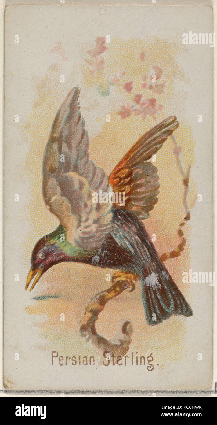 Persian starling hi-res stock photography and images - Alamy