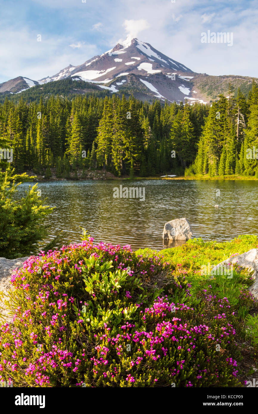 Mount Jefferson above pink heather at Shale Lake along the Pacific ...