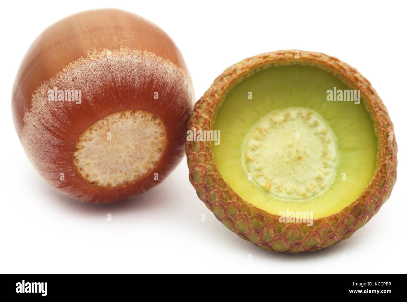 Closeup of acorn over white background Stock Photo - Alamy