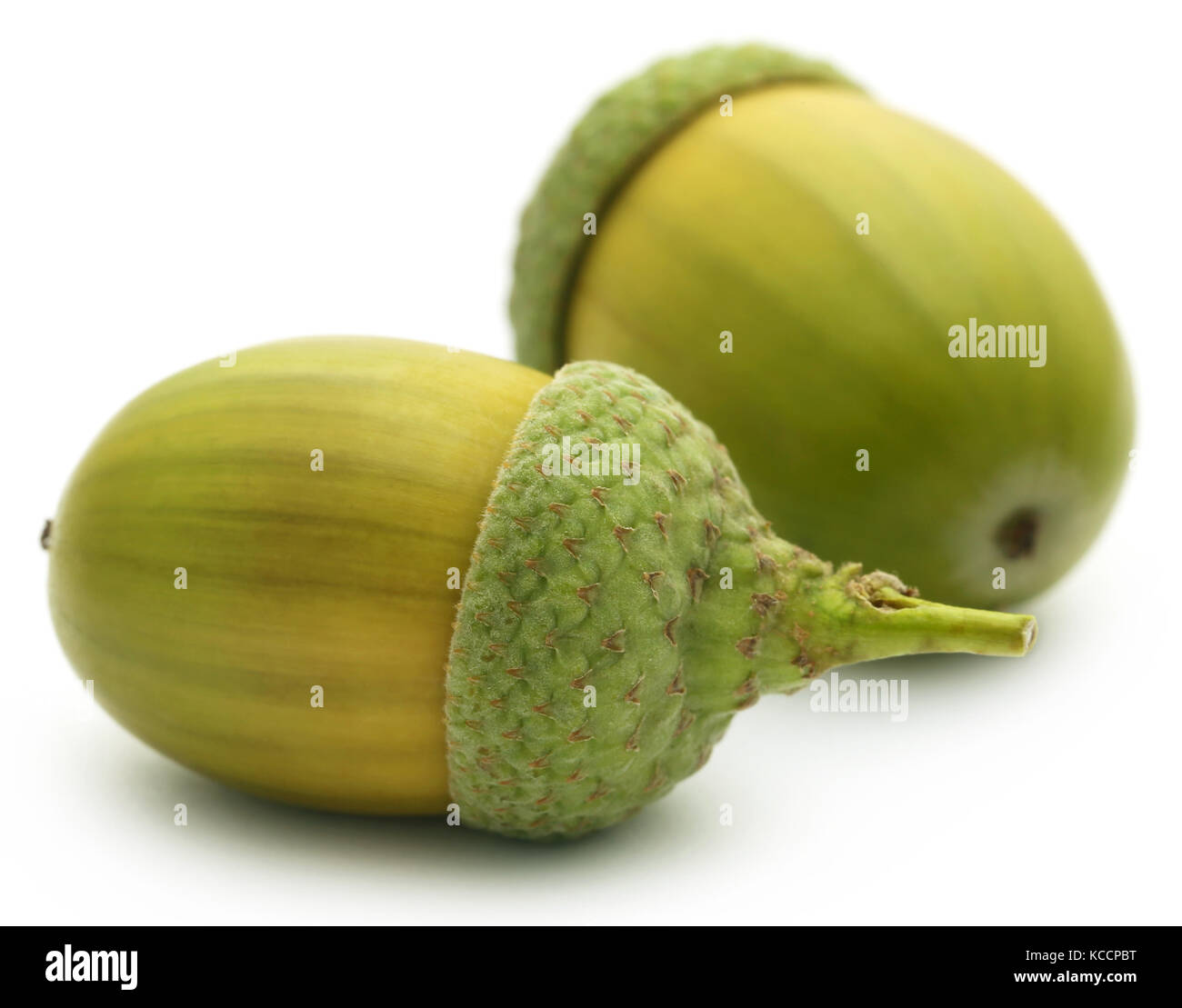 Closeup of acorn over white background Stock Photo - Alamy