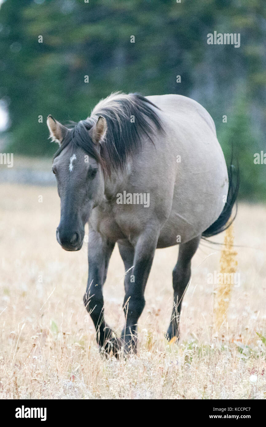 Silver Grullo Horse