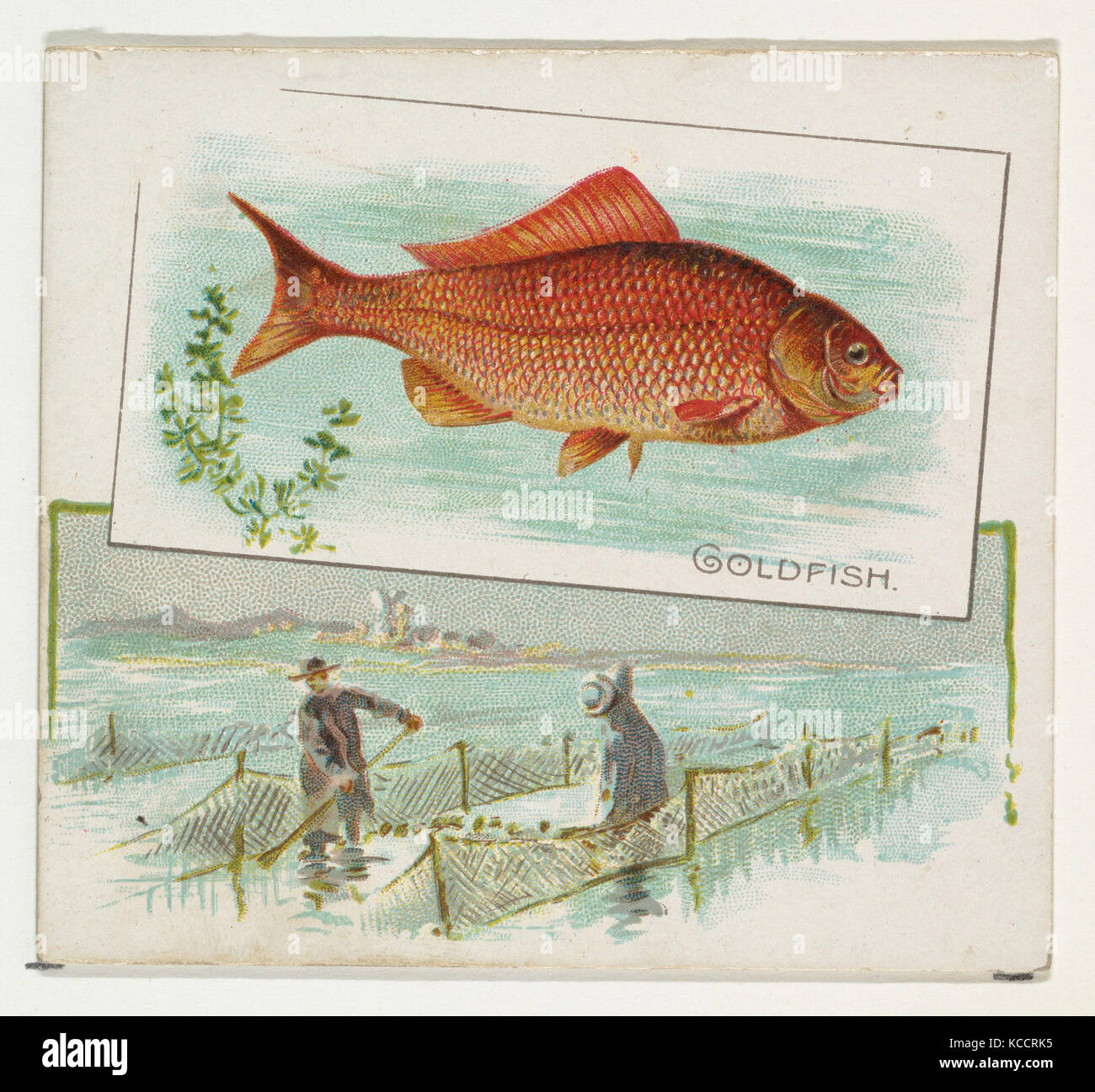 Goldfish, from Fish from American Waters series (N39) for Allen ...