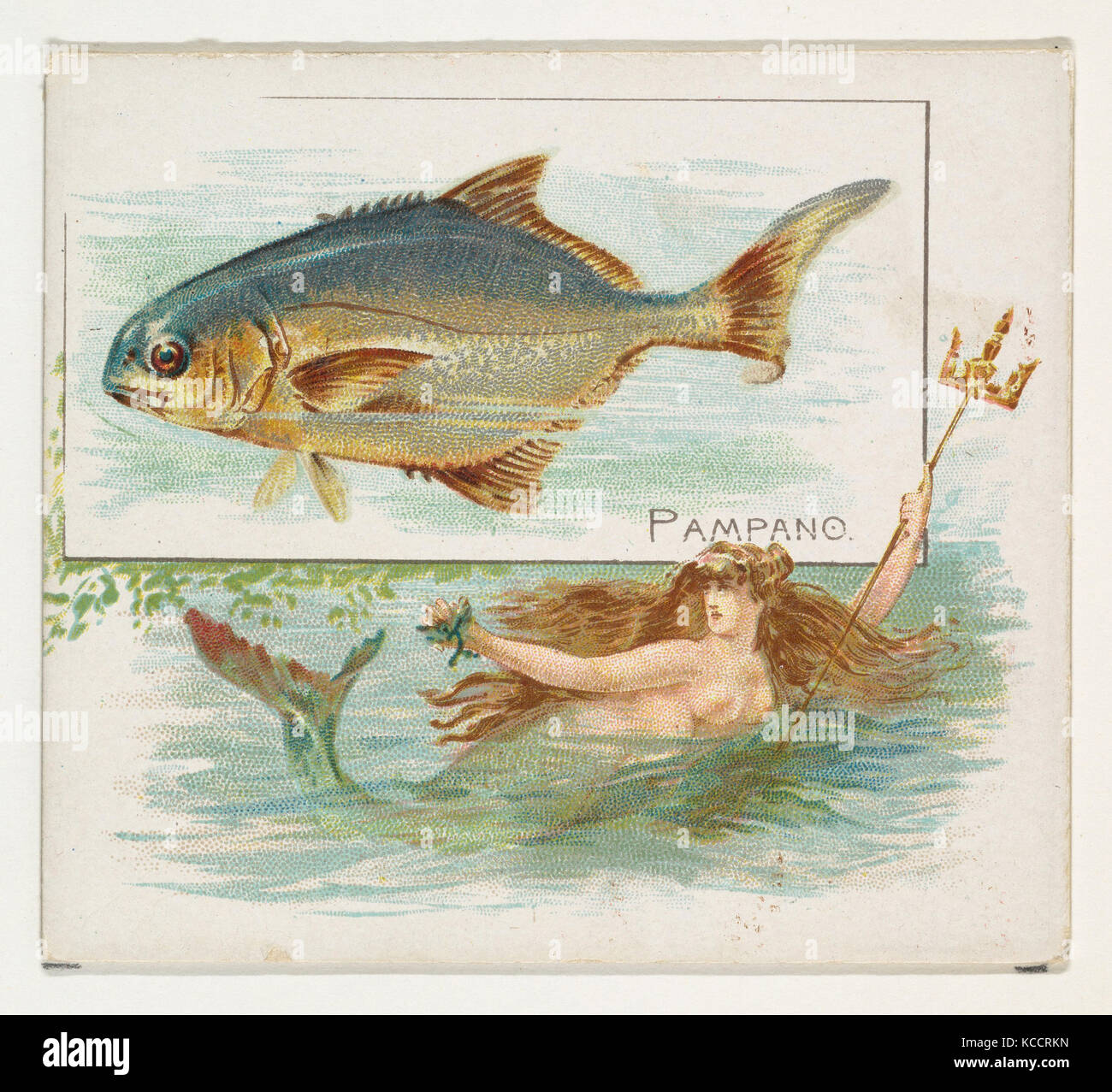 Pampano hi-res stock photography and images - Alamy