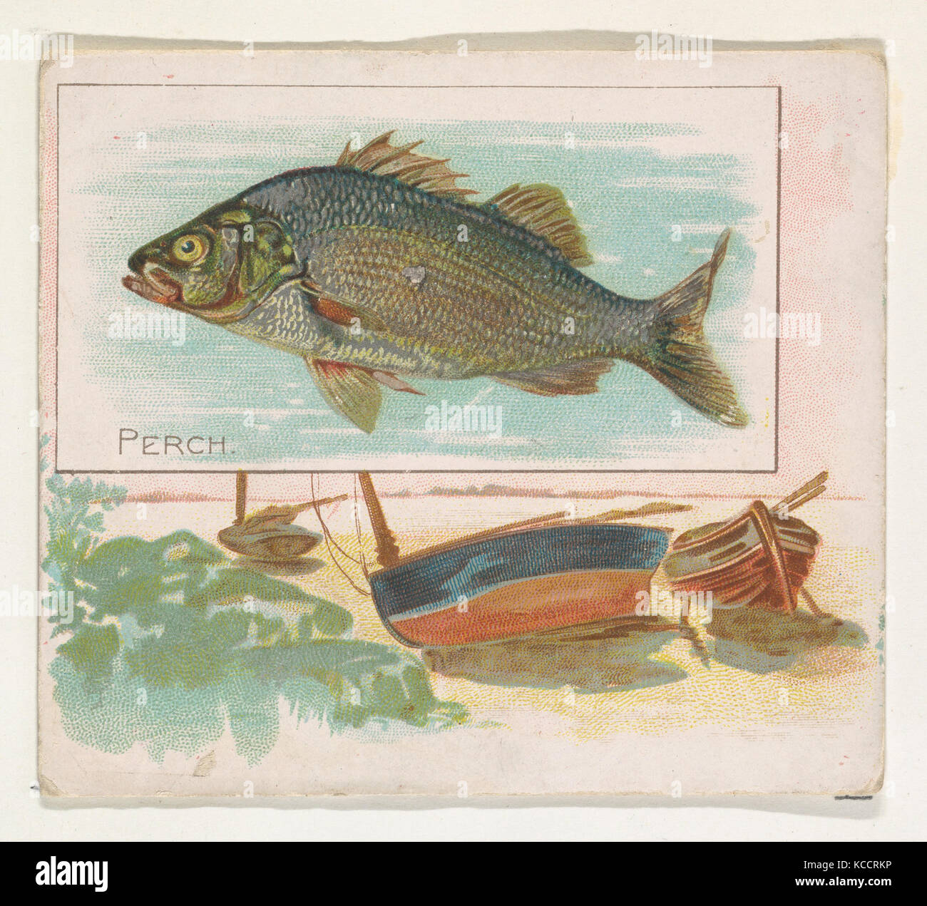 Perch, from Fish from American Waters series (N39) for Allen & Ginter ...