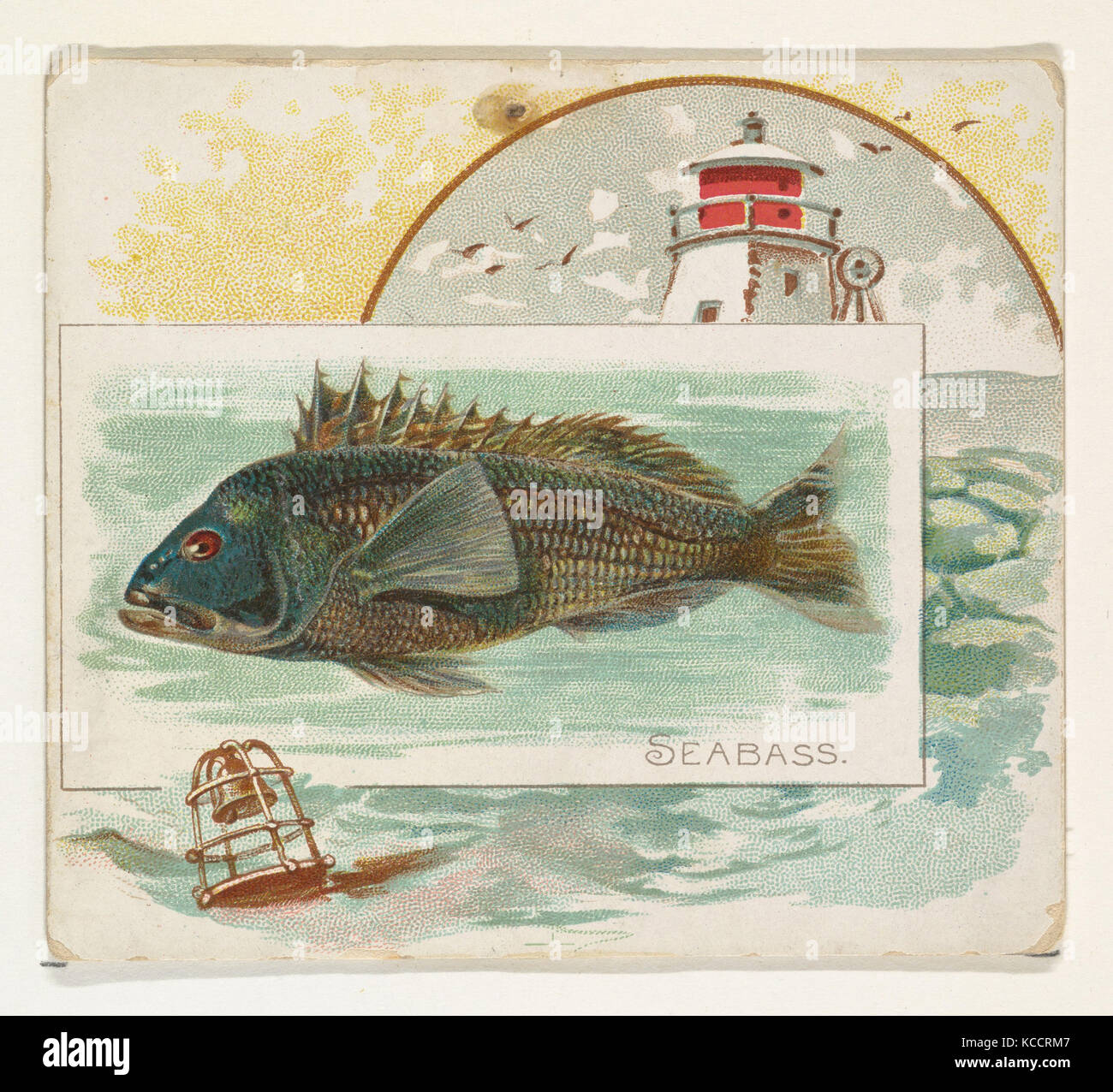 Sea Bass, from Fish from American Waters series (N39) for Allen ...