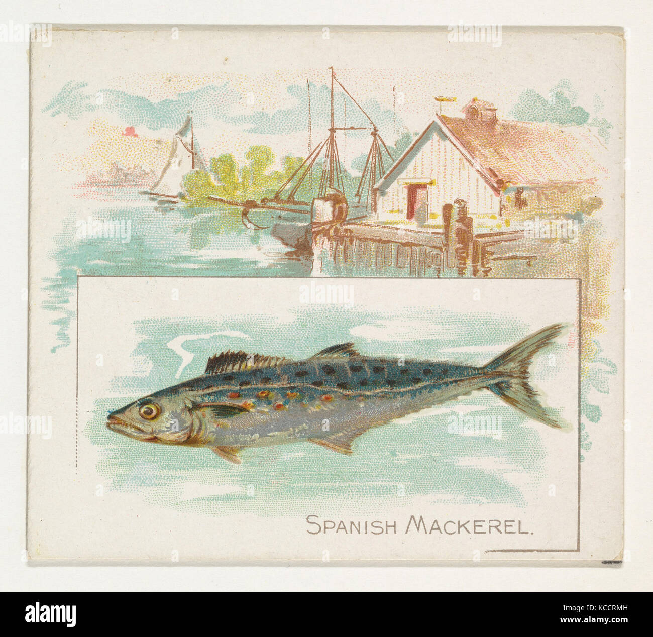 Spanish Mackerel, from Fish from American Waters series (N39) for Allen ...
