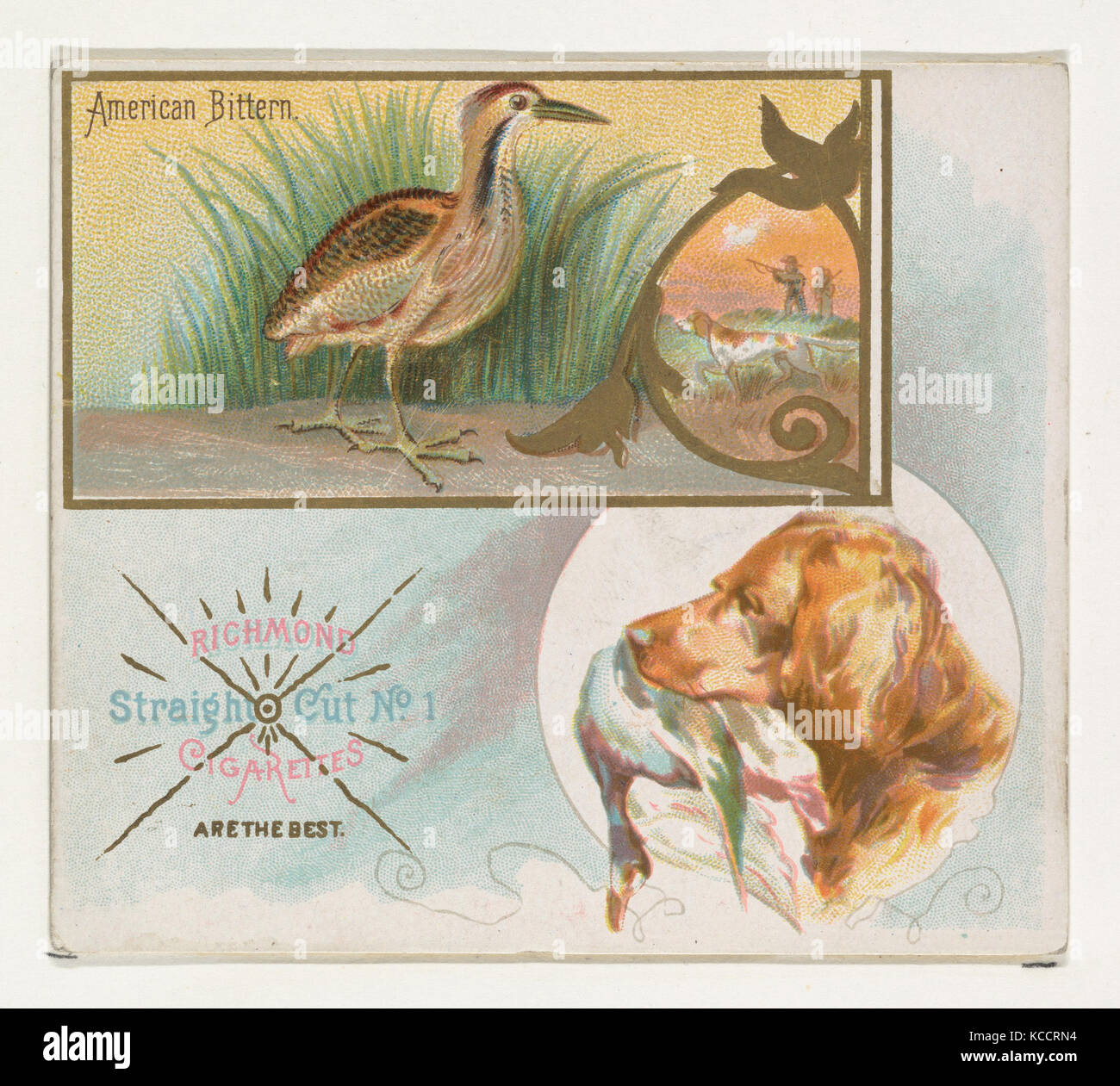 Bittern birds hi-res stock photography and images - Alamy