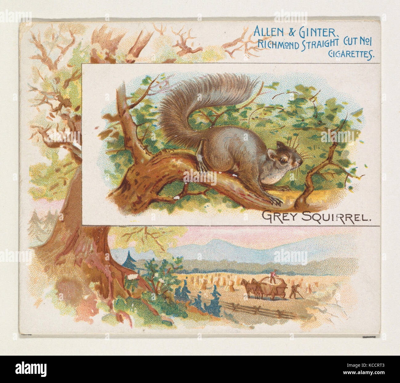 Squirrel size hi-res stock photography and images - Alamy