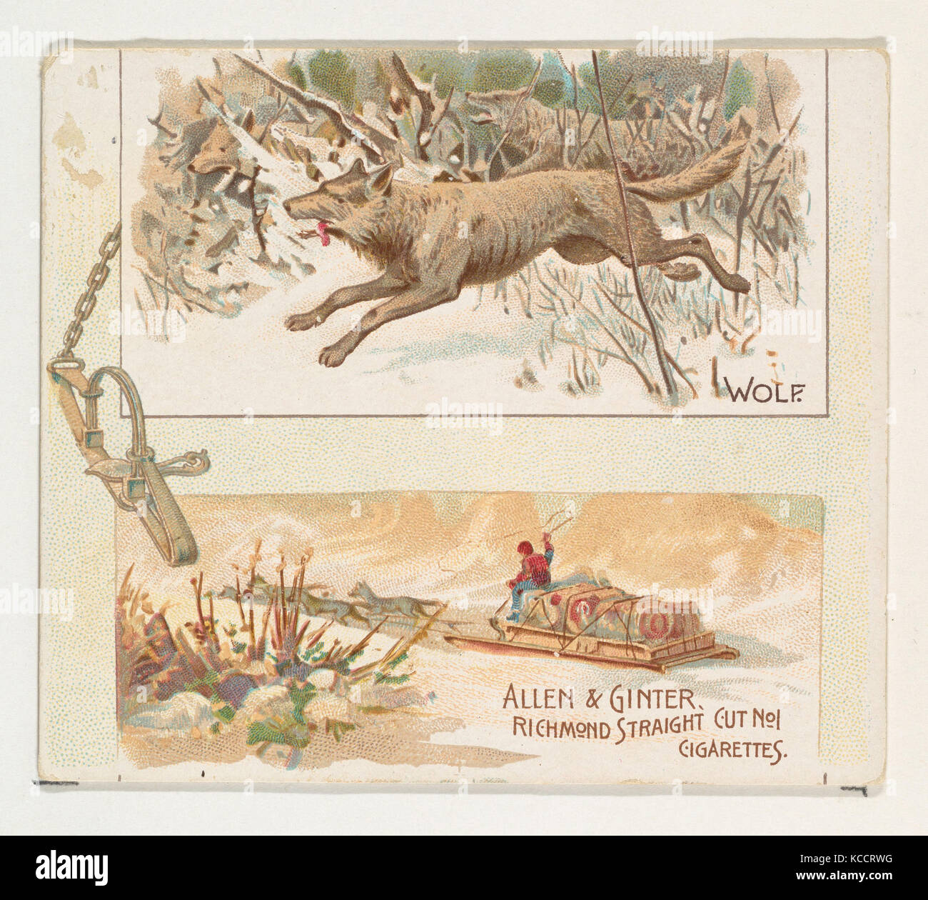 Wolf, from Quadrupeds series (N41) for Allen & Ginter Cigarettes, 1890 ...