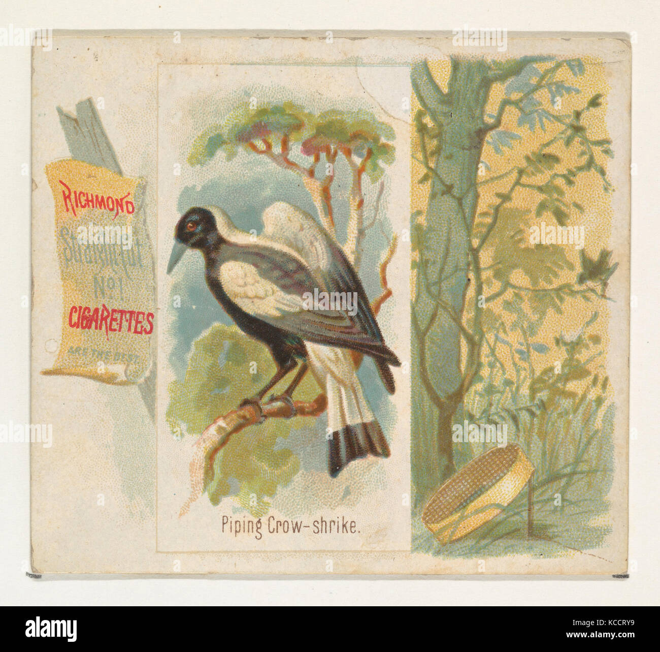 Piping Crow-shrike, from the Song Birds of the World series (N42) for ...