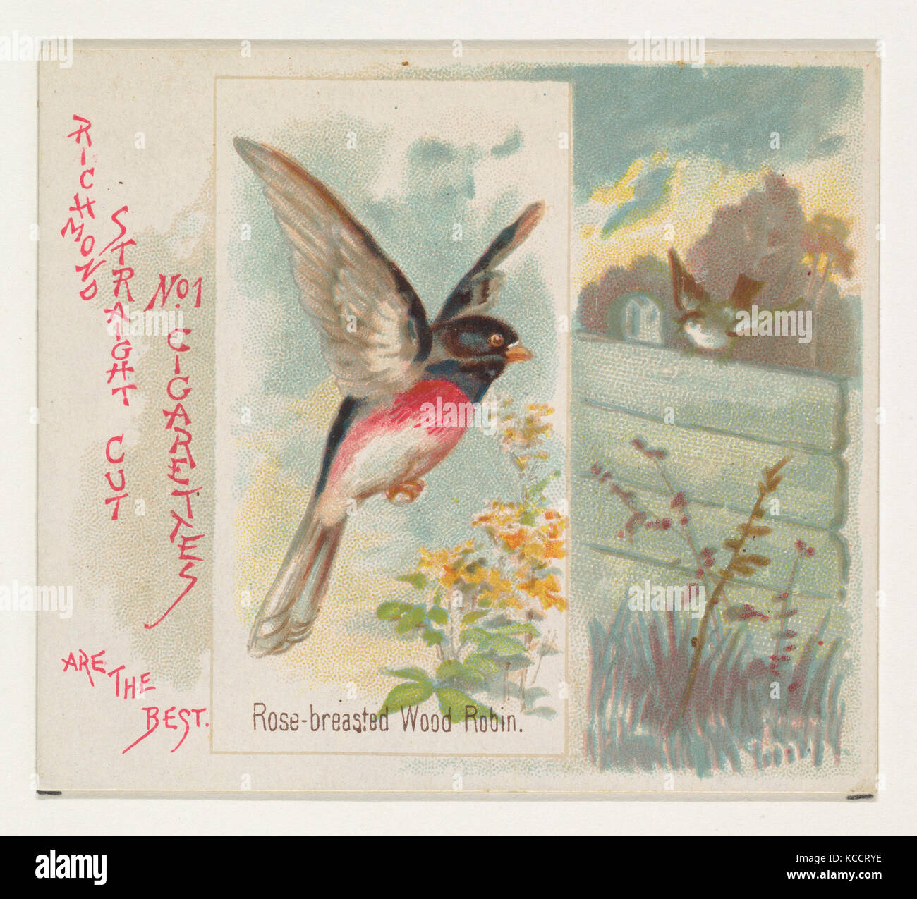 Rose-breasted Wood Robin, from the Song Birds of the World series (N42 ...