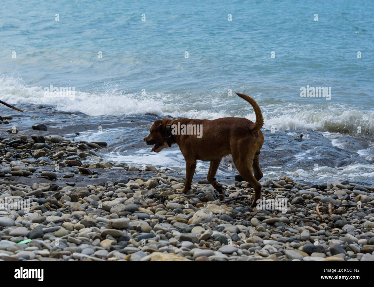 pedigreed dog playing in the sea waves on a pebble beach on a warm ...