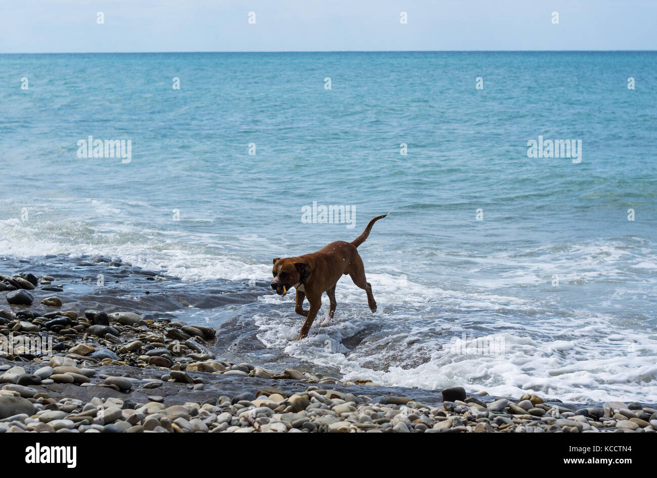pedigreed dog playing in the sea waves on a pebble beach on a warm ...