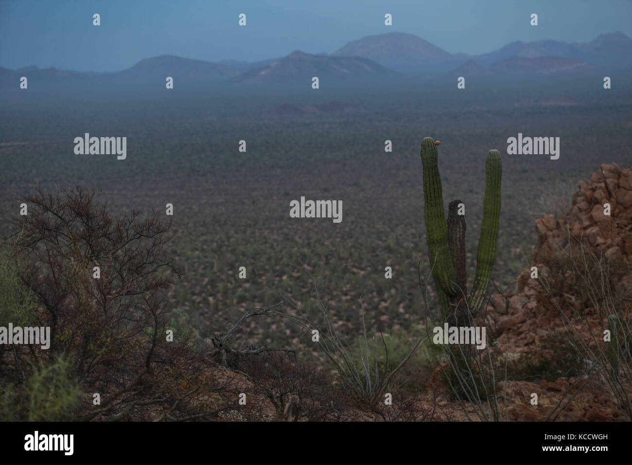 Desert of Desemboque in Sonora, Mexico. Territory of the Comcaac tribe ...