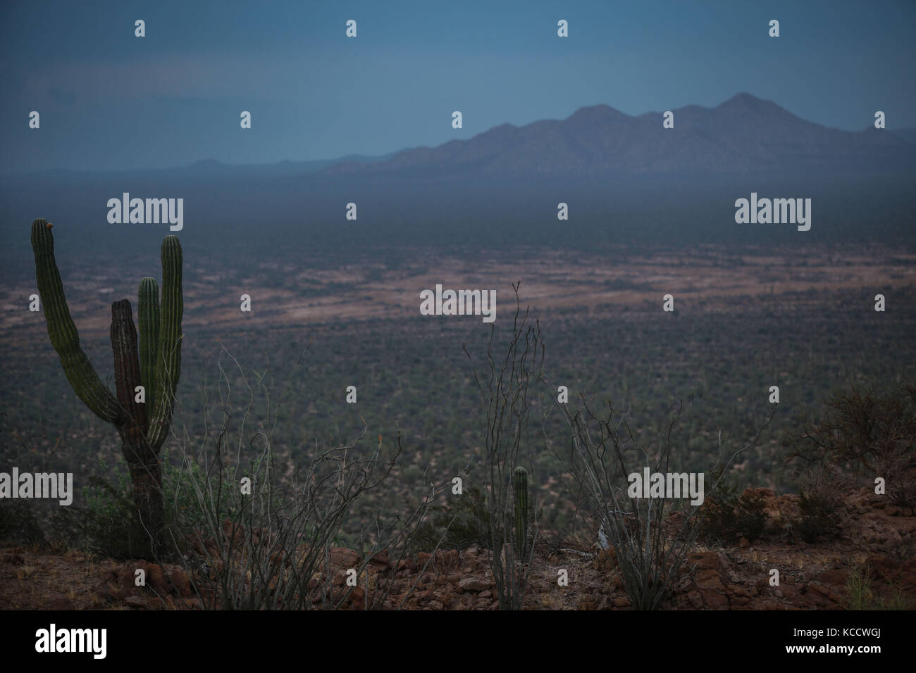 Seri tribe hi-res stock photography and images - Alamy