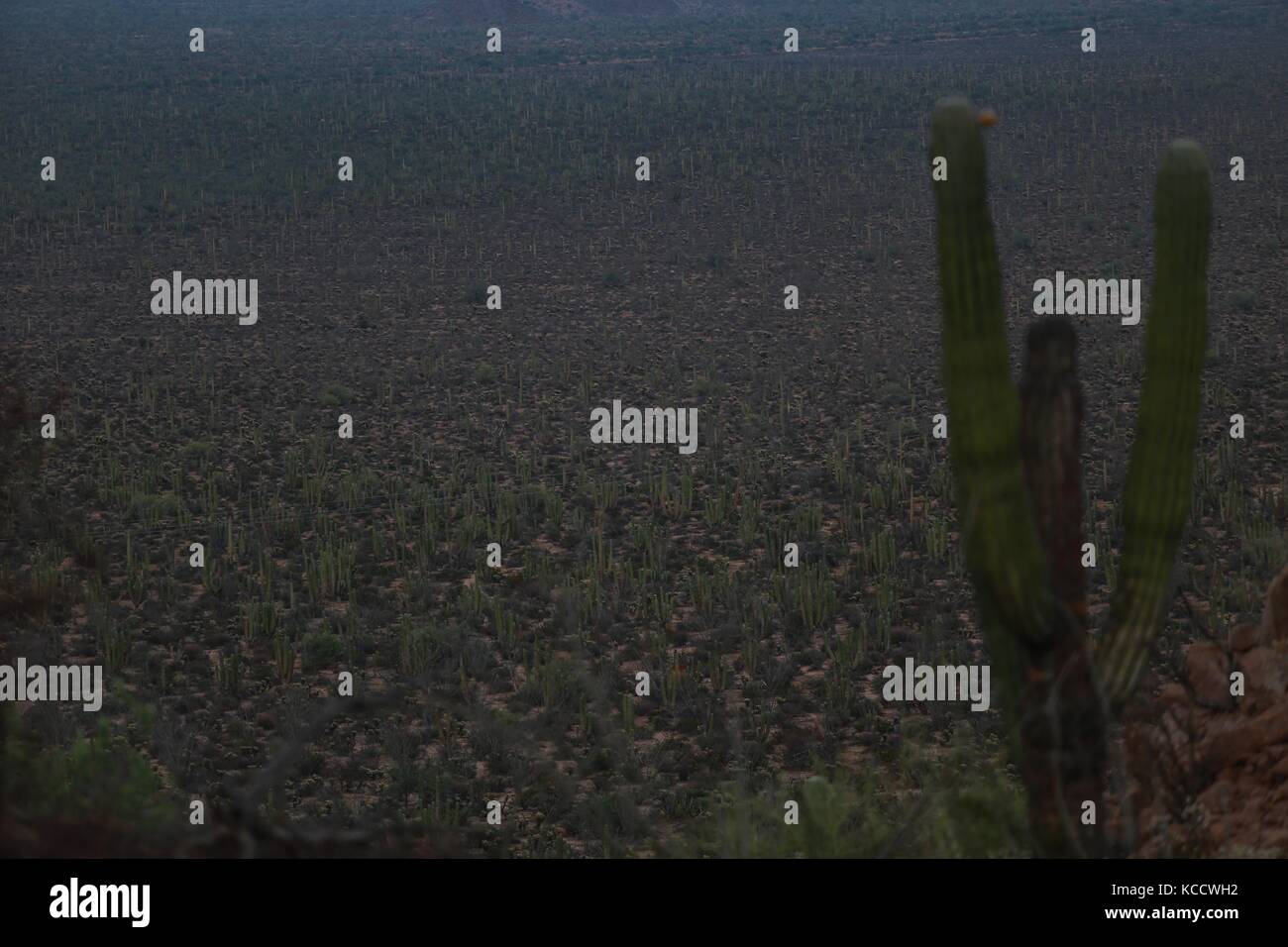 Desert of Desemboque in Sonora, Mexico. Territory of the Comcaac tribe ...