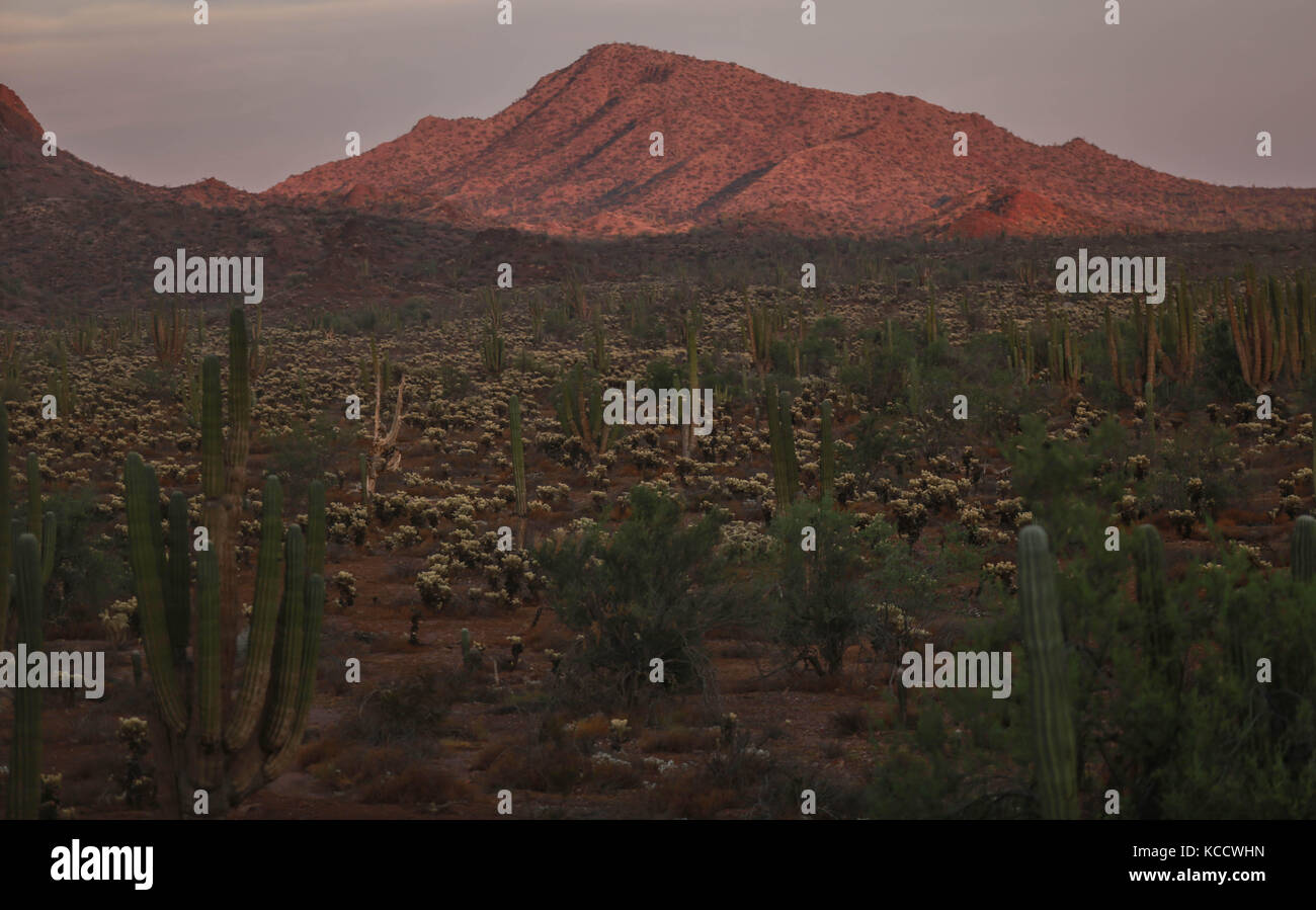 Desert of Desemboque in Sonora, Mexico. Territory of the Comcaac tribe ...