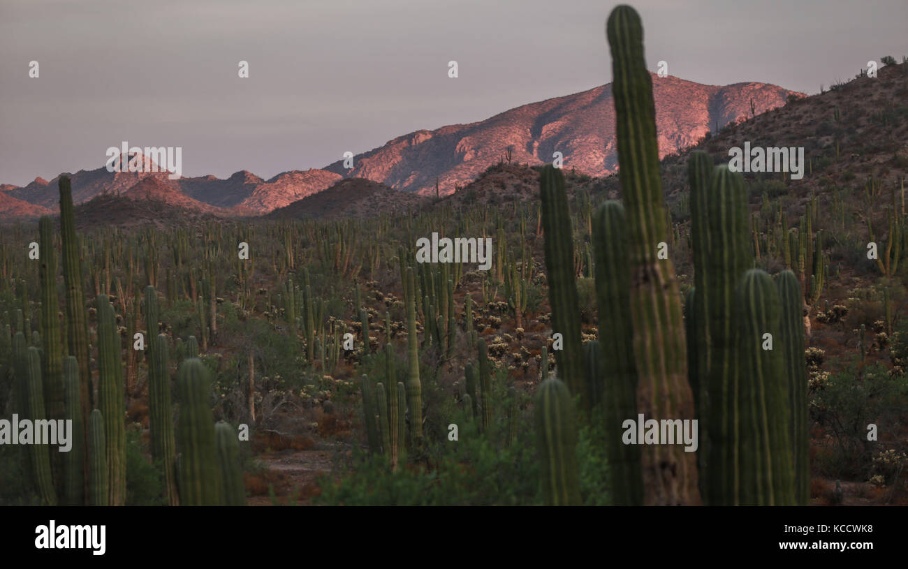Desert of Desemboque in Sonora, Mexico. Territory of the Comcaac tribe ...