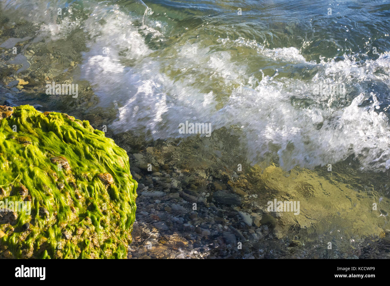 rocky sea shore with with seaweed, transparent waves with foam, on a ...