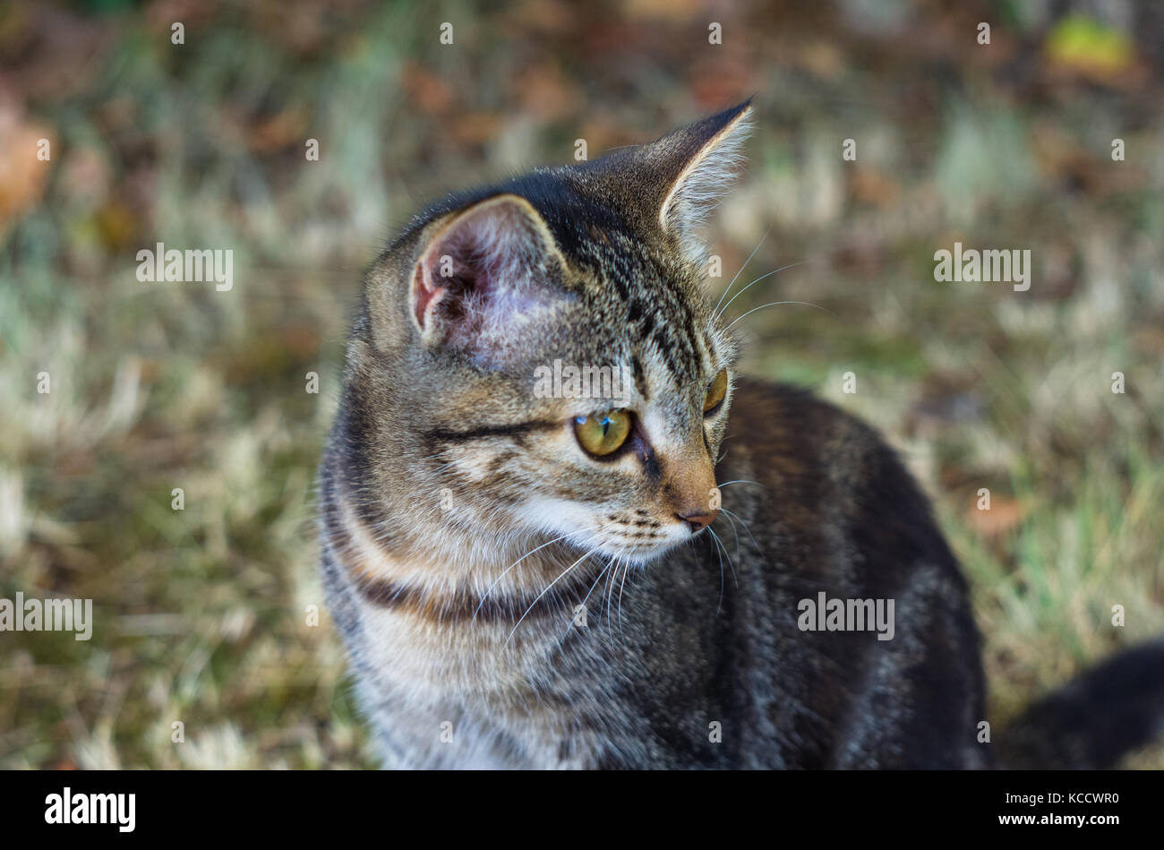 cute variegated striped city little kitty, summer day, close-up Stock ...