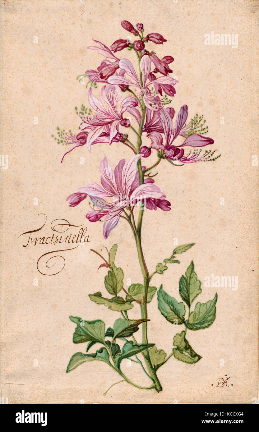 Drawings and Prints, Drawing, A Dictamnus, Artist, Balthasar van der ...