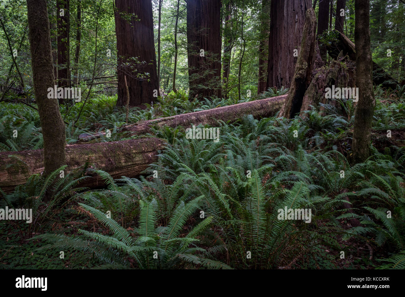 Fallen tree ferns hi-res stock photography and images - Alamy