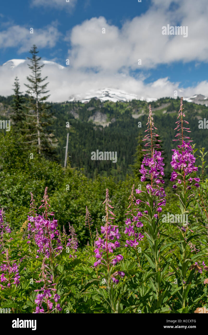 Fireweed Bloom in Mountains below Mount Rainier Stock Photo - Alamy