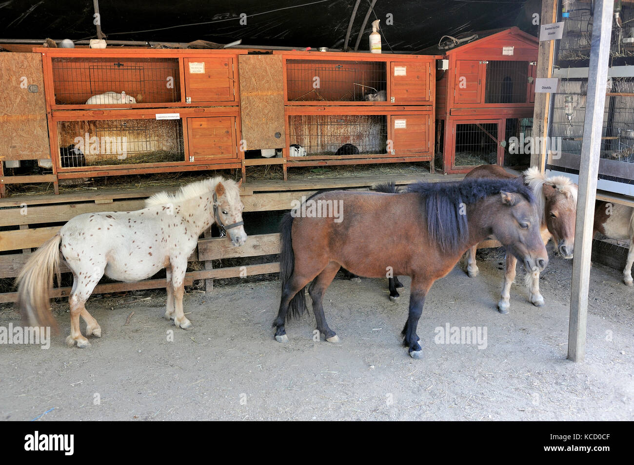 Small horses and rabbits Stock Photo - Alamy
