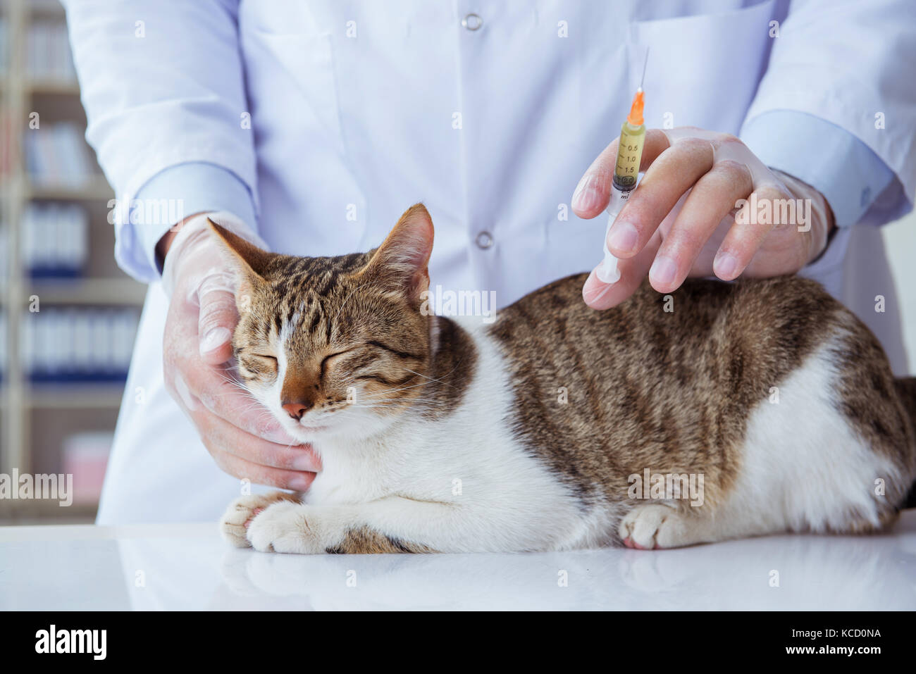 Cat visiting vet for regular check up Stock Photo - Alamy