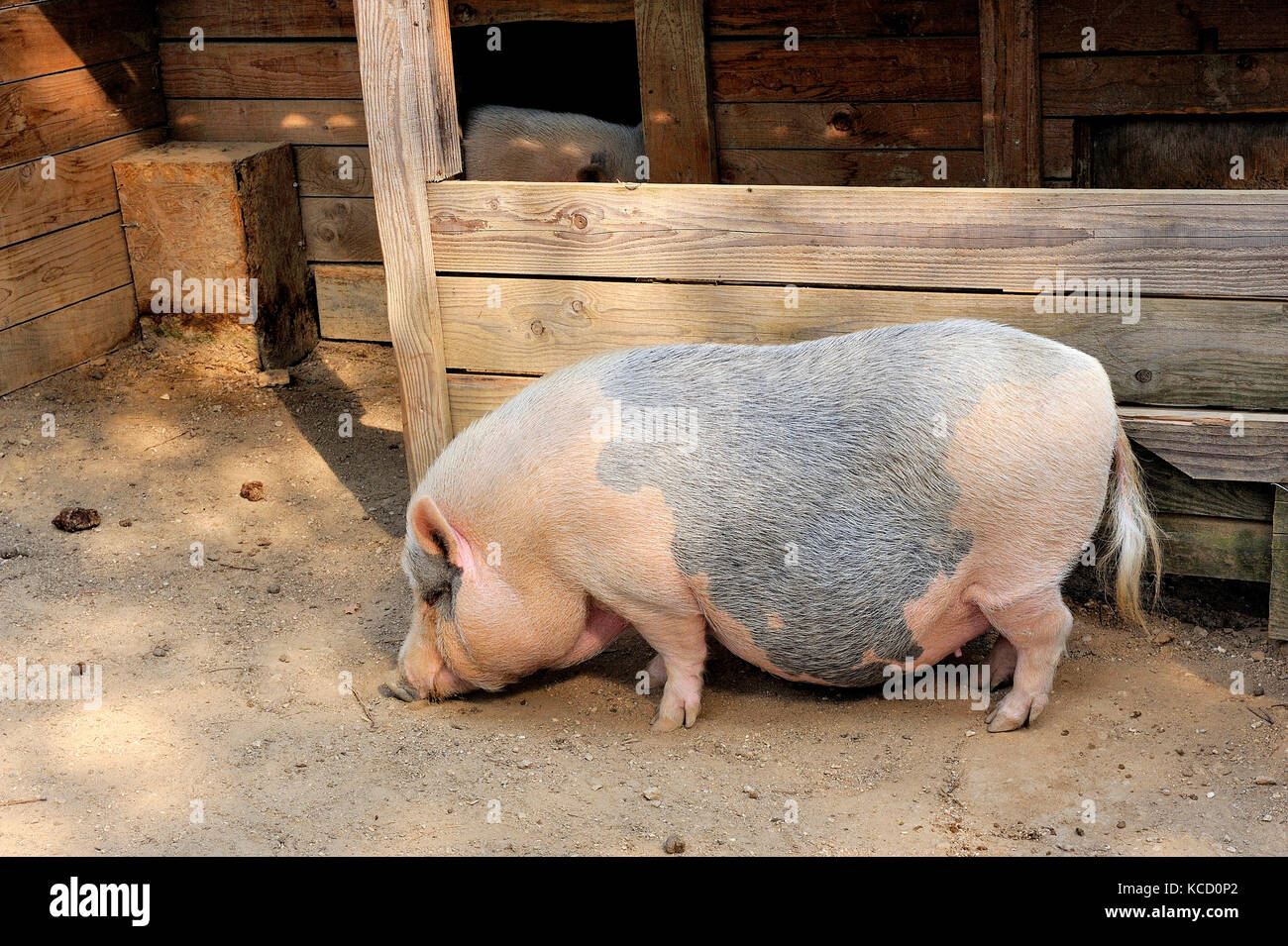 a very small sow in its enclosure Stock Photo - Alamy