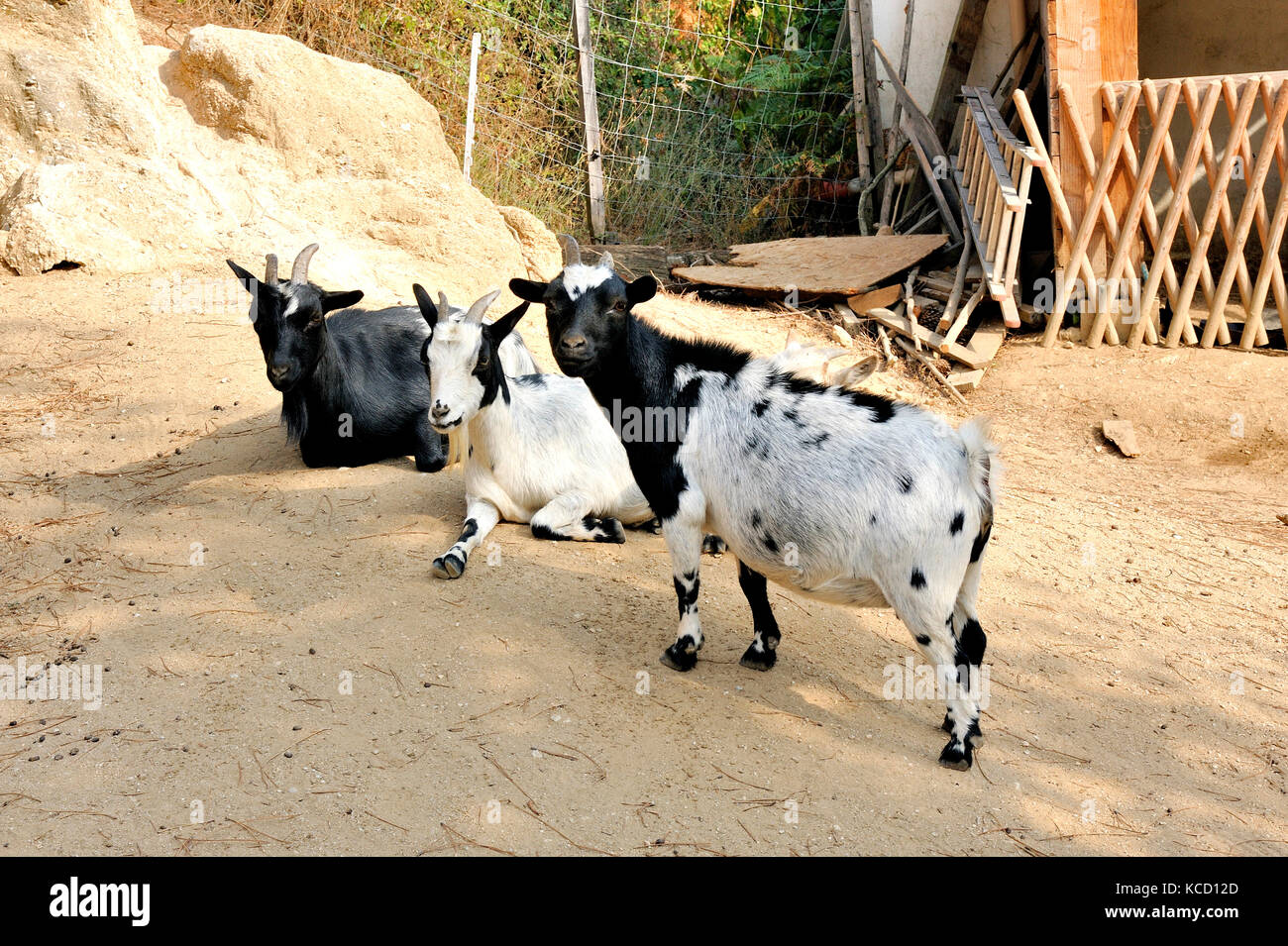 A group of goats on the farm Stock Photo - Alamy